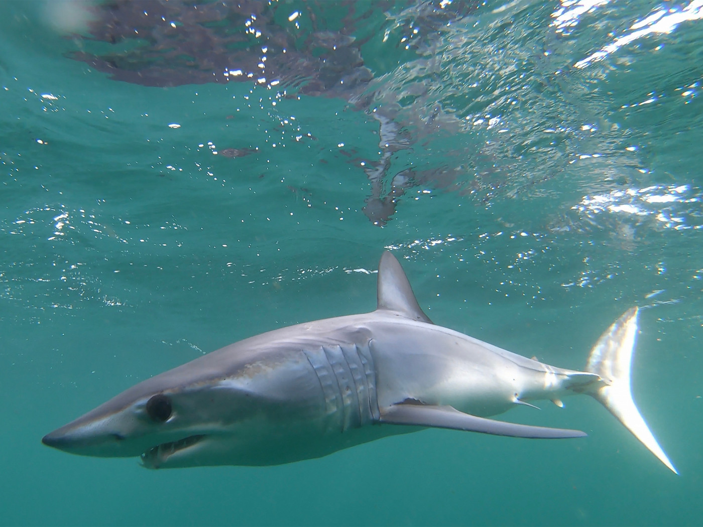 Hope for the Recovery of North Atlantic Shortfin Mako