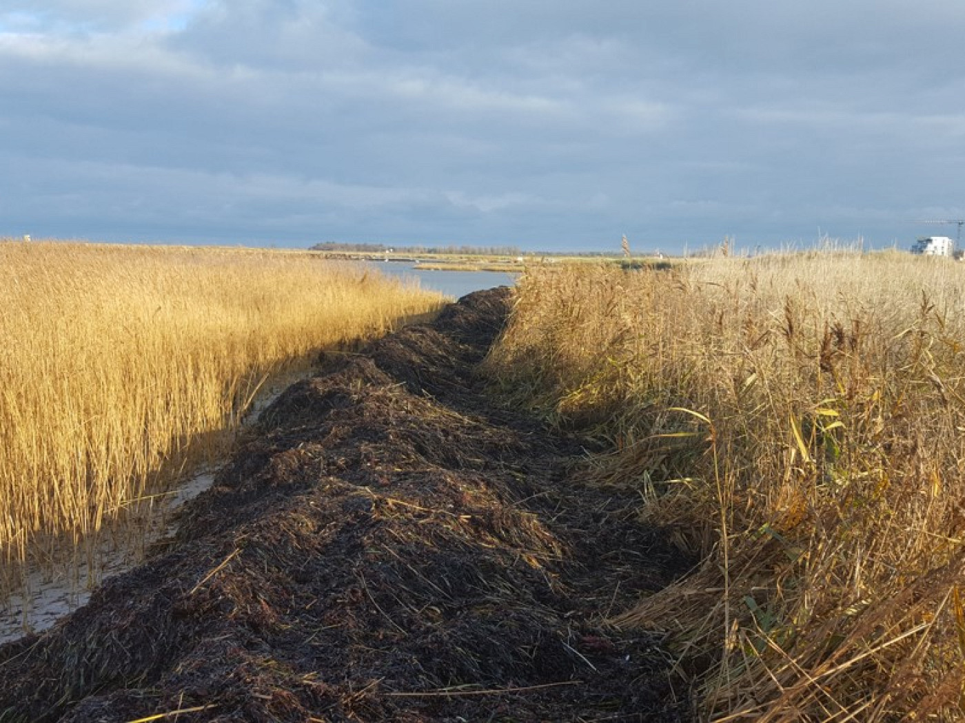Beach wrack transport in coastal wetlands
