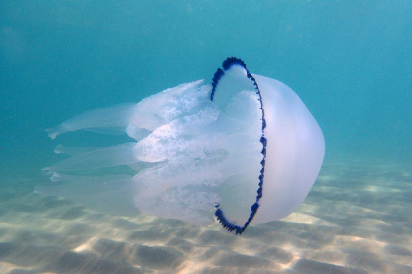 GoJelly – a gelatinous solution to plastic pollution